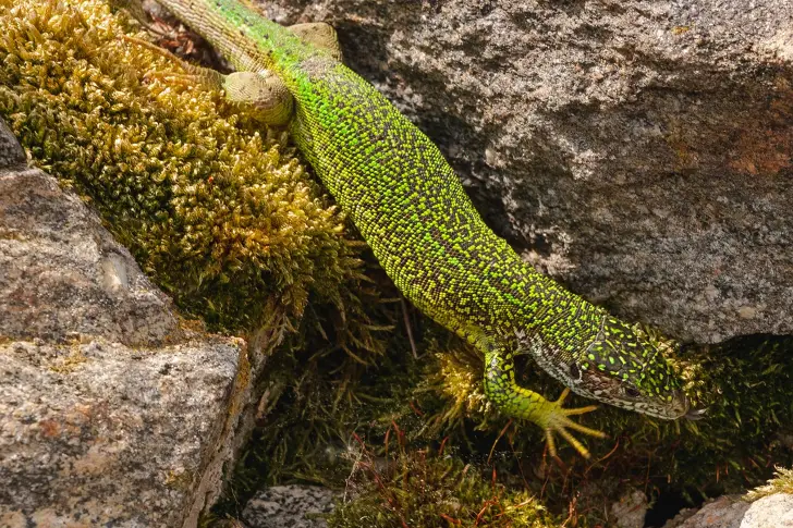 Палеонтолози идентифицираха най-стария фосил на саламандър в света ...