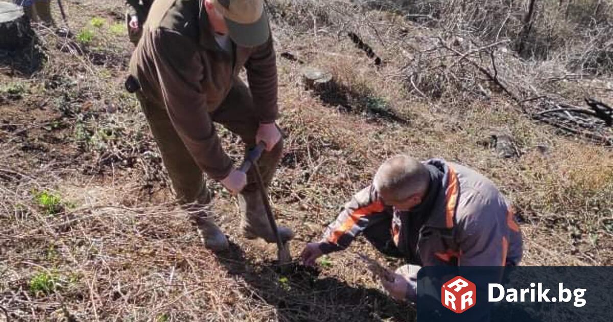 ДГС Стара река- Кипилово залесиха опожарена гора с 1500 фиданки | Darik.bg