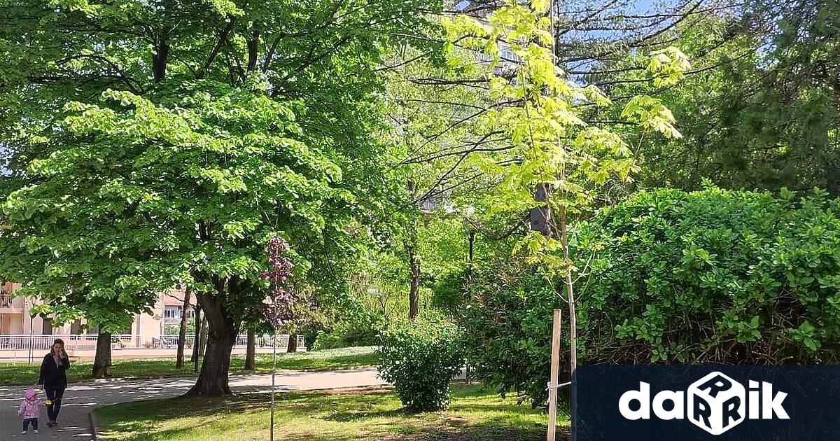 Велико Търново е по-зелен град с близо 900 засадени дървета и храсти | Darik.bg
