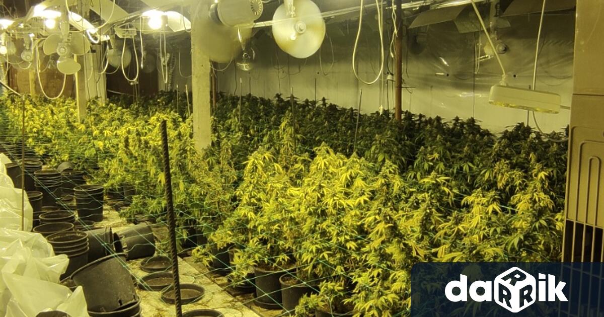 Разбиха поредната оранжерия за канабис край Варна (СНИМКИ) | Darik.bg