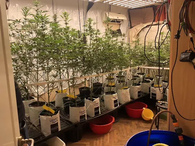 Оставиха в ареста дилъра, направил наркооранжерия в центъра на Варна | Darik.bg