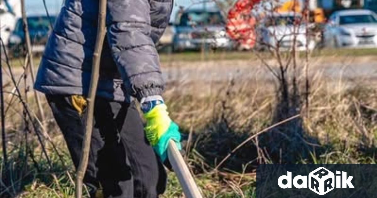 200 дървета и храсти ще бъдат засадени днес във Врацад | Darik.bg