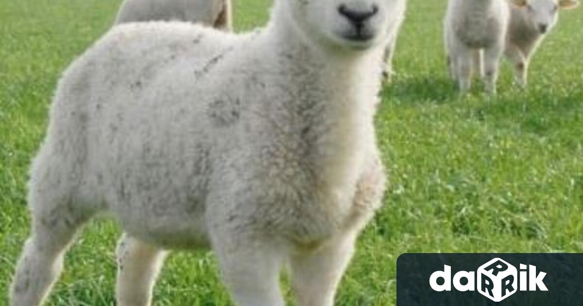 Полицията откри 23 агнета, откраднати от стадото на мъж от с. Бутан | Darik.bg