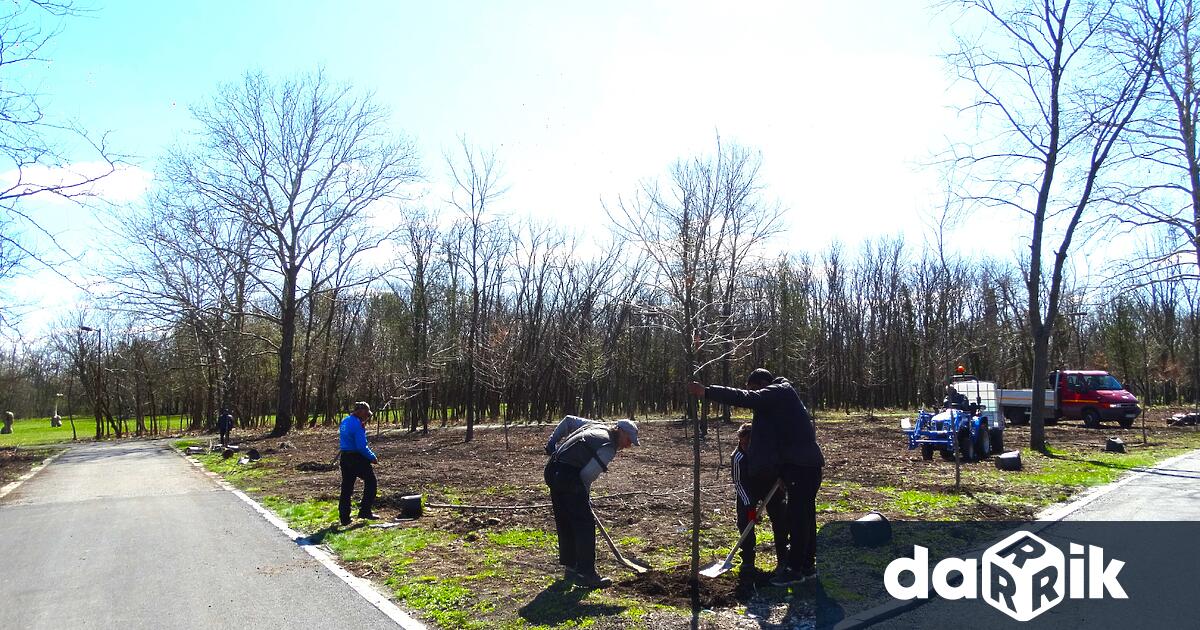Нови дървесни видове в градския парк на Нова Загора | Darik.bg