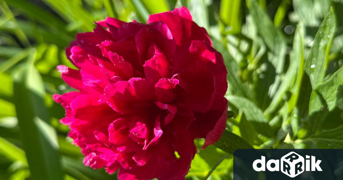 Програма за отбелязване на 24 май в Габрово | Darik.bg