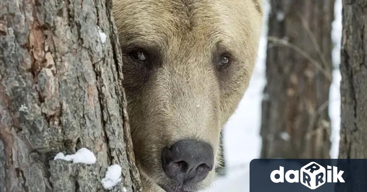 Мечките в Белица се готвят за зимен сън | Darik.bg