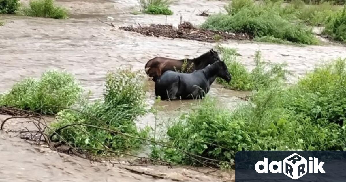 Два коня бедстват в река Вит | Darik.bg