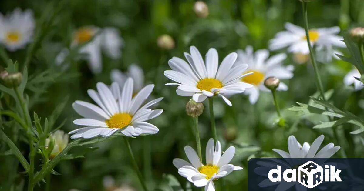 До 31 градуса днес, на места ще има валежи от дъжд с гръмотевици | Darik.bg